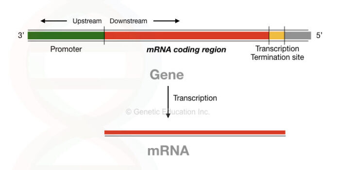What is Poly-A tail?- Definition, Structure and Function – Genetic ...