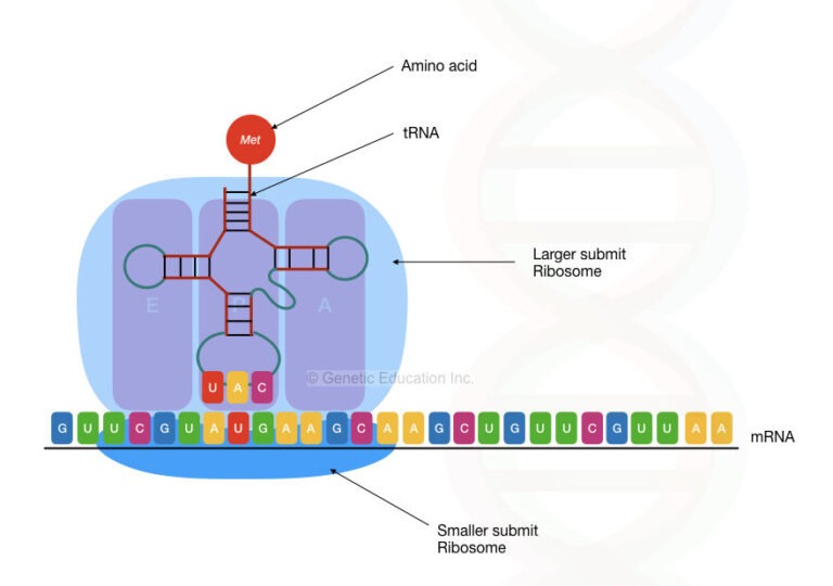 DNA To Protein- A Brief Overview Of Gene Expression