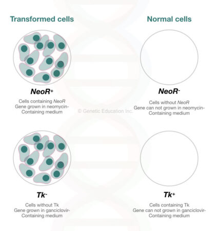How To Construct Knockout Mice? A Stepwise Guide