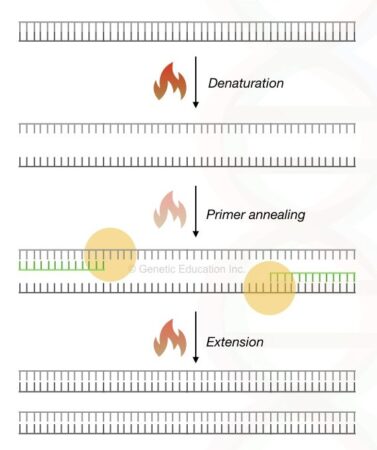 Differences Between Probe Vs Primer