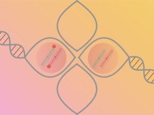 Differences Between Probe Vs Primer