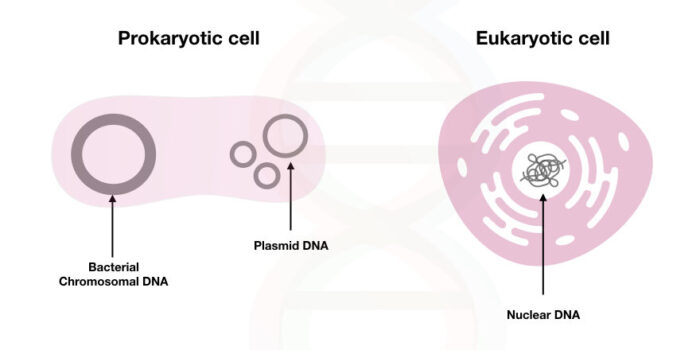 Difference Between Prokaryotic DNA Vs Eukaryotic DNA