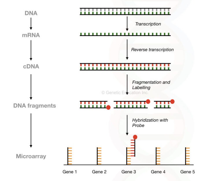 What Is Transcriptomics?