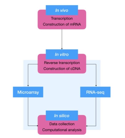 What Is Transcriptomics?