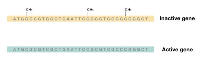 Do Identical Twins Have The Same DNA?