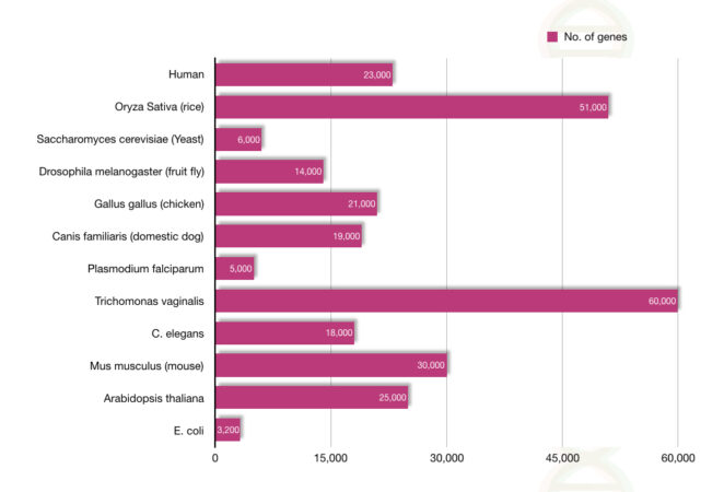 What Is a Gene?- Definition, Structure And Function