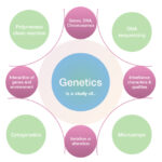 Definition Of Genetics And Related Terminologies – Genetic Education