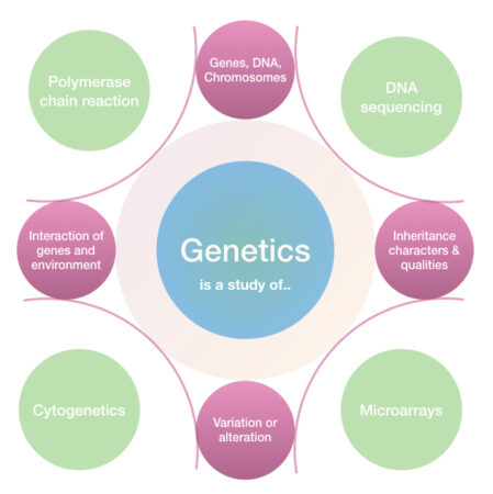 Definition Of Genetics And Related Terminologies – Genetic Education