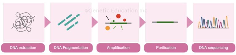How to Prepare DNA For Sequencing or NGS? – Genetic Education