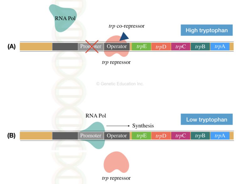 trp & lac Operon and Gene Regulation in Bacteria – Genetic Education