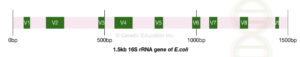 16S rRNA: Gene, Sequencing and Importance – Genetic Education
