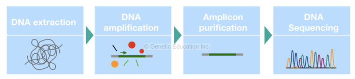 16S rRNA: Gene, Sequencing and Importance – Genetic Education