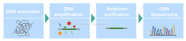 16S rRNA: Gene, Sequencing and Importance – Genetic Education