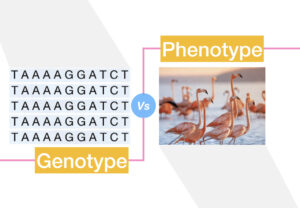 Genotype vs Phenotype – Genetic Education