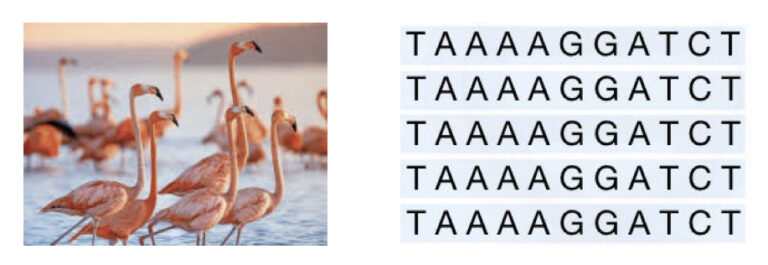 Genotype vs Phenotype – Genetic Education