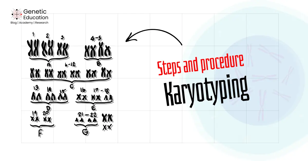 Karyotyping Steps and Procedure – Genetic Education