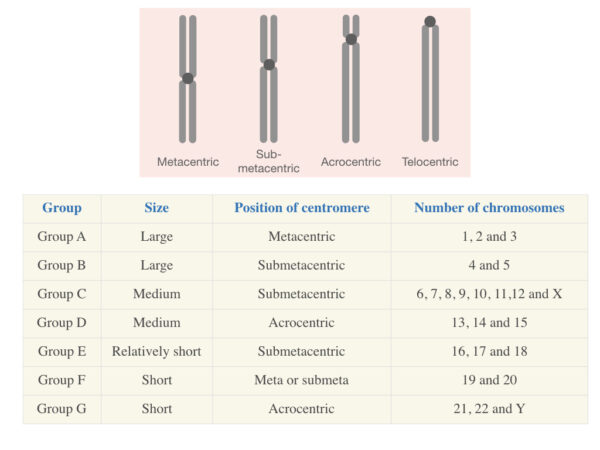 What are Autosomes? Definition, Meaning, Genes, Inheritance and ...