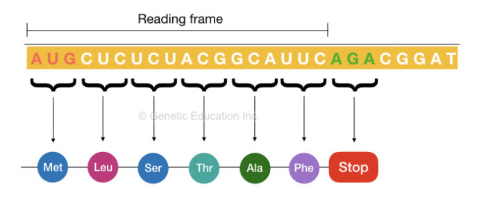 What is The Genetic Code?- Definition, Properties, Chart and Table ...