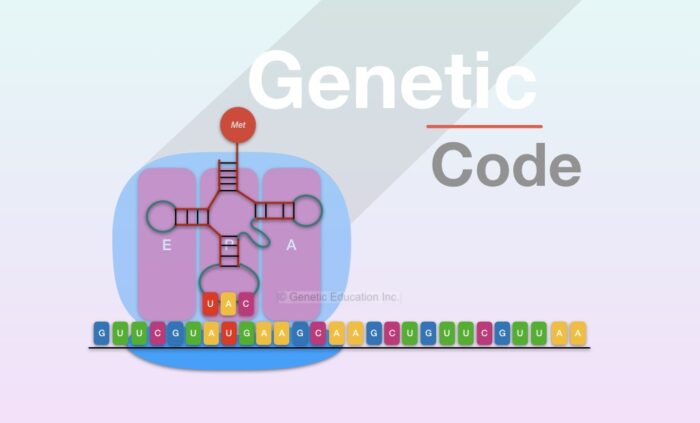 What Is The Genetic Code Definition Properties Chart And Table