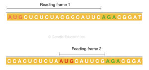 What is The Genetic Code?- Definition, Properties, Chart and Table ...