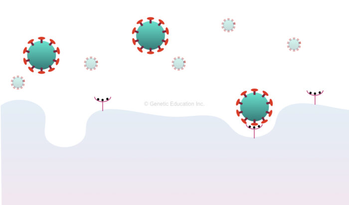 Coronavirus HKU1 (HCoV-HKU1) & HKU1-PCR – Genetic Education