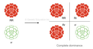 A Comparison Between Homozygous vs Heterozygous – Genetic Education