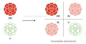 A Comparison Between Homozygous vs Heterozygous – Genetic Education