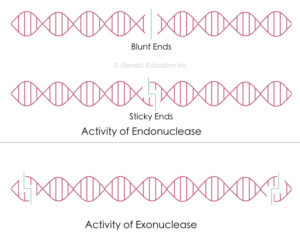 DNA fragmentation- Techniques, Importance and Applications – Genetic ...