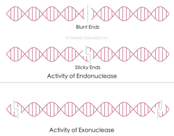 Endonuclease vs Exonuclease- 10 Common Differences – Genetic Education