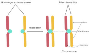 Differences Between Chromosome and Chromatid – Genetic Education