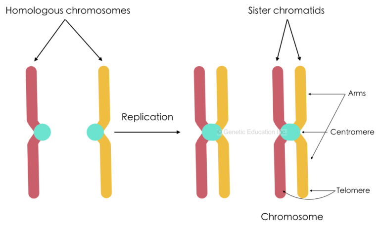 Differences Between Chromosome and Chromatid – Genetic Education