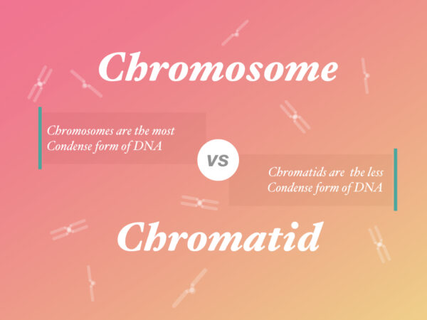 Differences Between Chromosome and Chromatid – Genetic Education