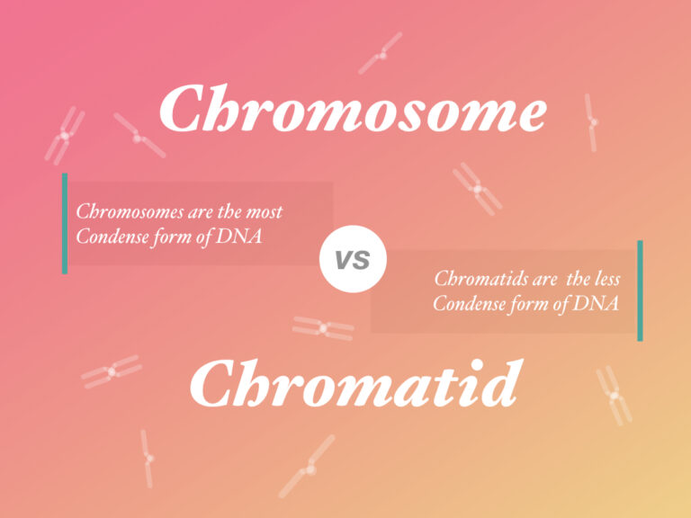 Differences Between Chromosome and Chromatid – Genetic Education Differences Between Chromosome and Chromatid – Genetic Education