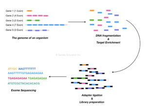What is Whole-Exome Sequencing? – Genetic Education
