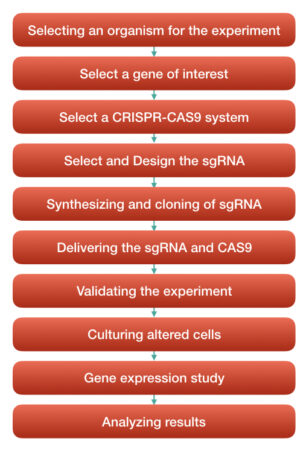 Explaining CRISPR-CAS9 System- Step by Step – Genetic Education