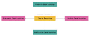 Gene Transfer Techniques- Horizontal, Vertical, Physical and Chemical ...