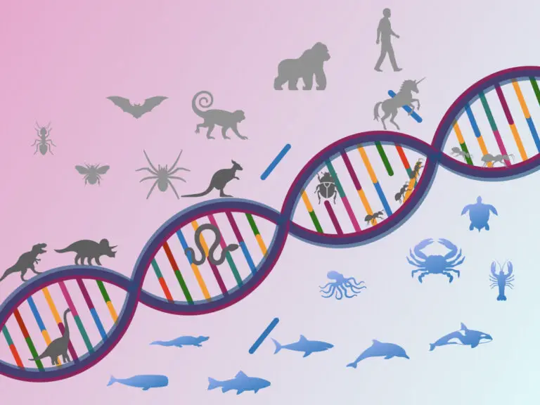 Role of Genetic Polymorphism in Human Evolution and Survival – Genetic ...