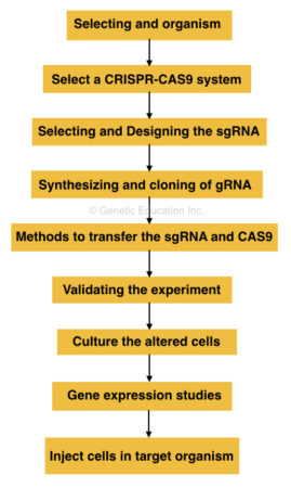 Explaining CRISPR-CAS9 System- Step by Step – Genetic Education