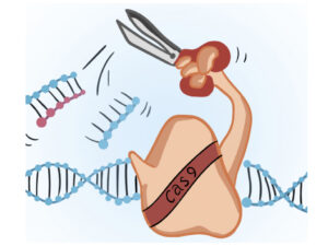 What is the Function of RNase? – Genetic Education