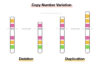 What is Copy Number Variation and How to Detect it? – Genetic Education