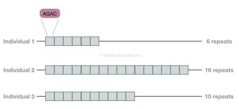 What Is Copy Number Variation And How To Detect It Genetic Education