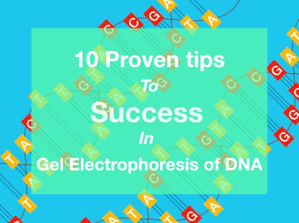 10 Proven Tips to Success in Gel Electrophoresis of DNA – Genetic Education
