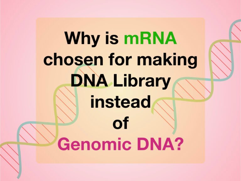 Why is mRNA chosen for making DNA Library instead of Genomic DNA ...