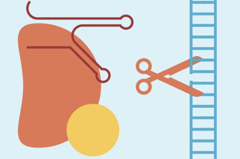 What is sgRNA in CRISPR-CAS9?- Definition, Designing and Advantages ...