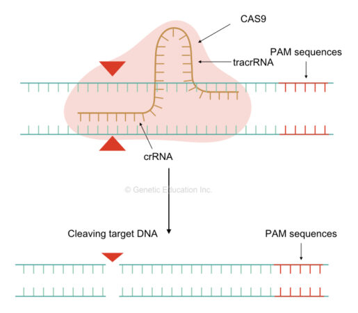 What is Gene Silencing?- Definition, Process, Techniques and ...