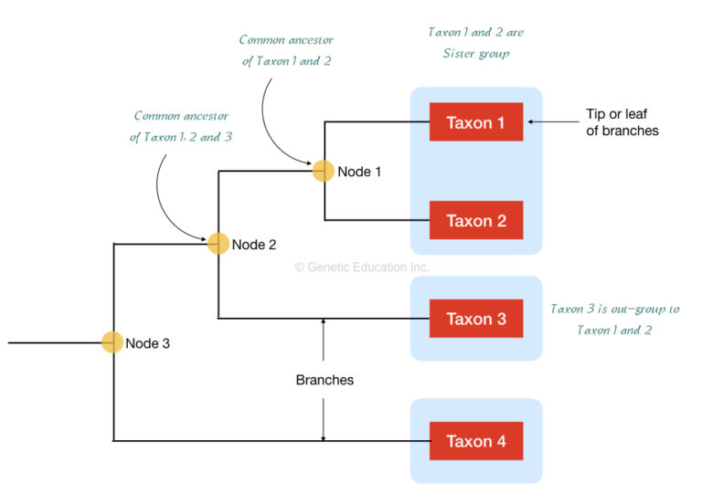 What is a Phylogenetic Tree and How to Construct it? – Genetic Education