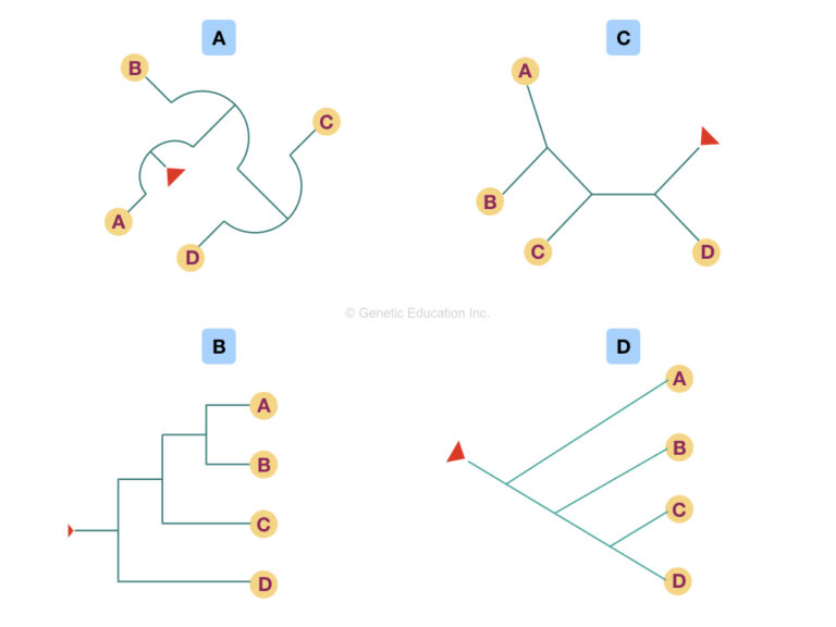 What is a Phylogenetic Tree and How to Construct it? – Genetic Education