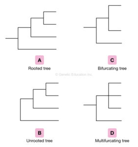 What is a Phylogenetic Tree and How to Construct it? – Genetic Education