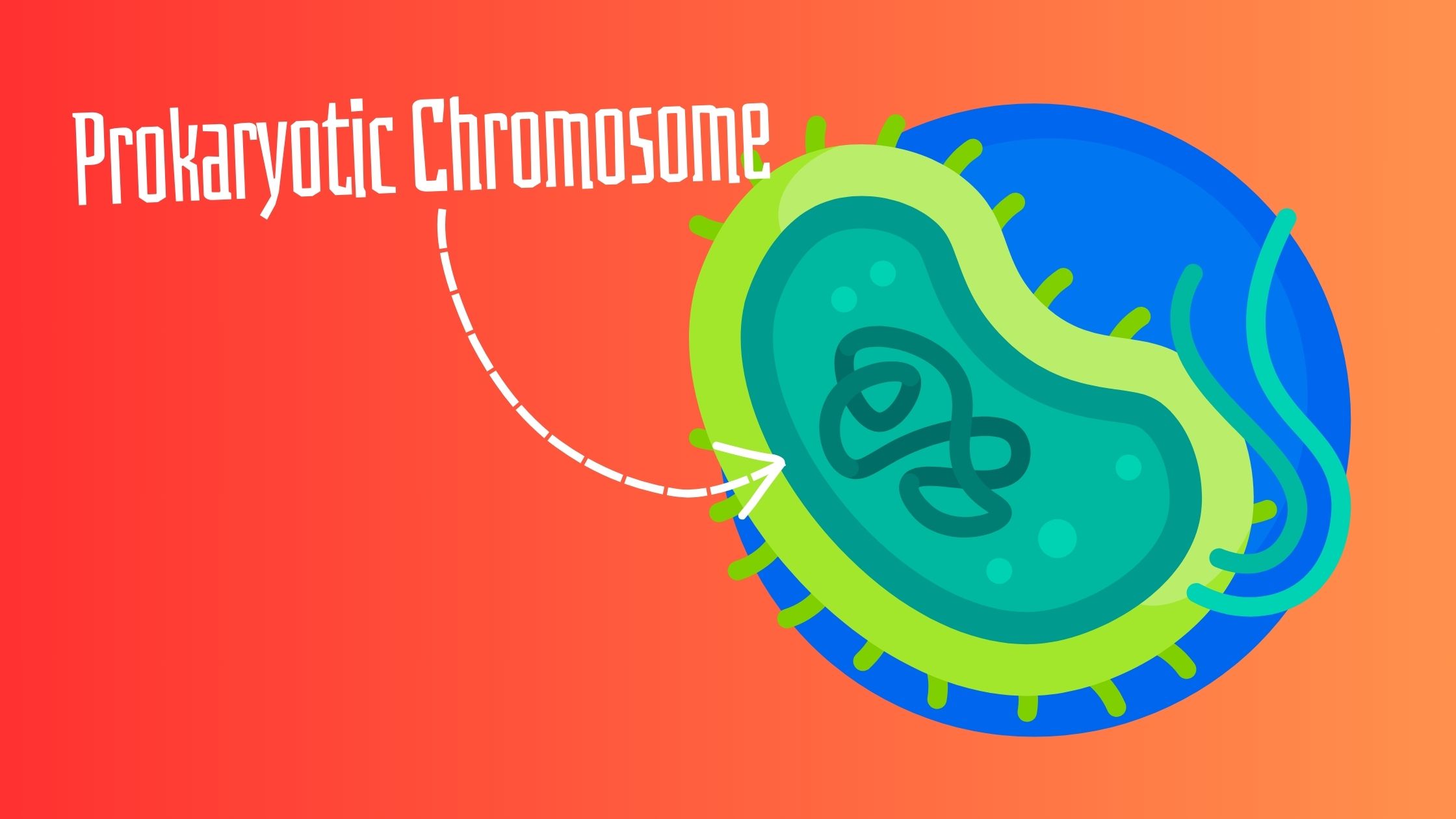 Prokaryotic Chromosome– Structure, Function and Organization – Genetic ...