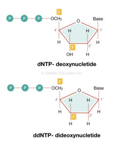 What is the Role of ddNTPs? – Genetic Education